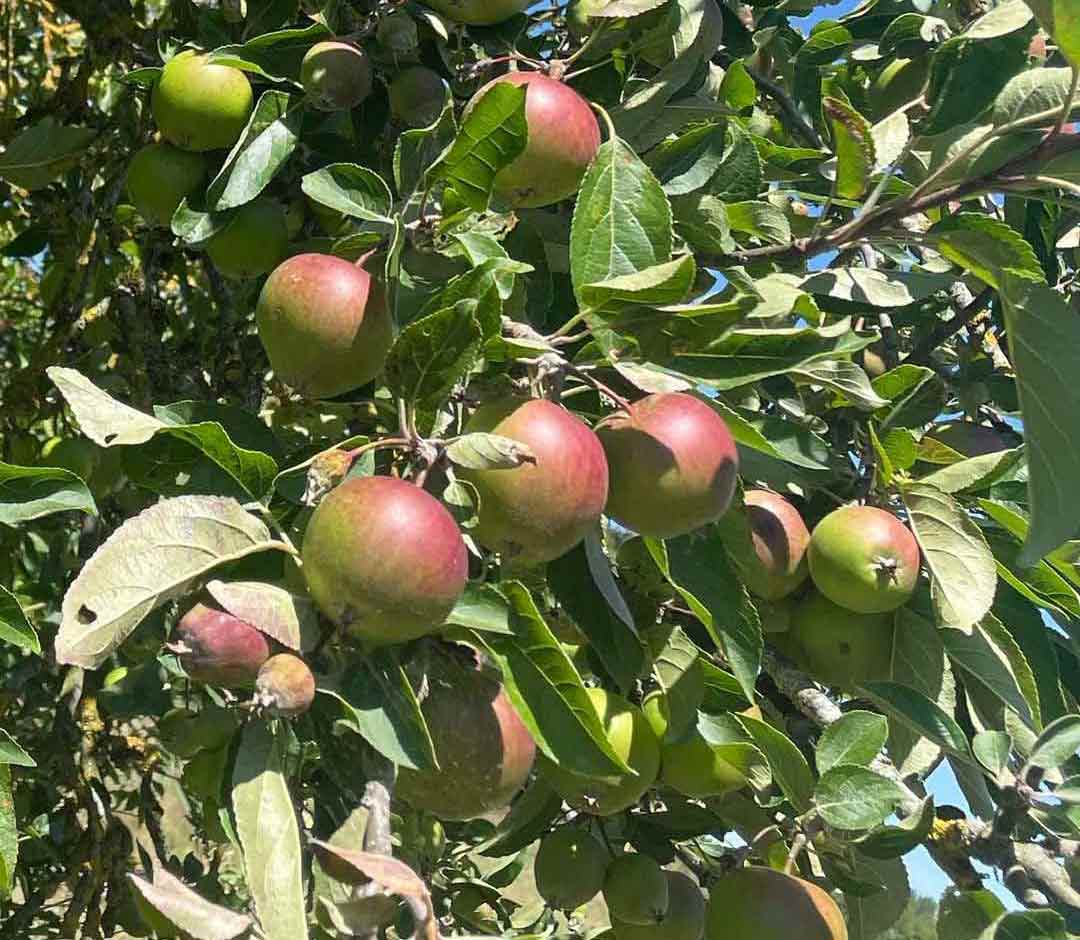 On Apple Names – Tutts Clump Cider Ltd